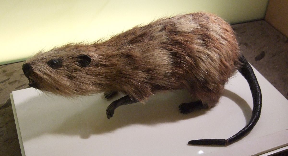 La Rata Gigante De Tenerife Divergió De Una Rata Africana Hace 650 Mil