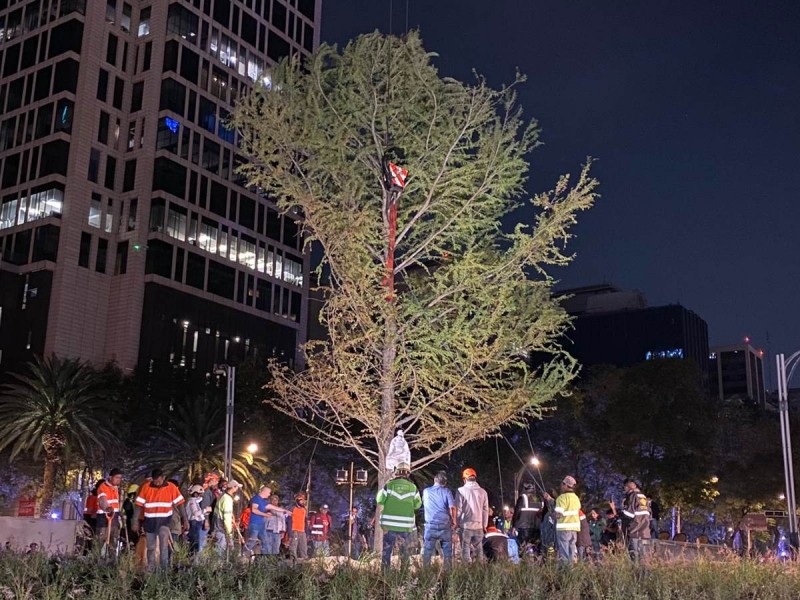 Ya llegó el ahuehuete al Paseo de la Reforma