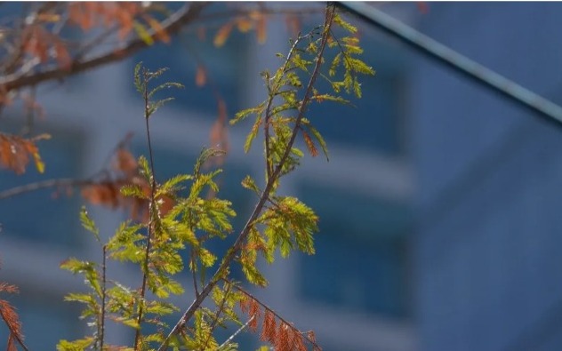 ¿Y cómo va el ahuehuete de Reforma? Te contamos