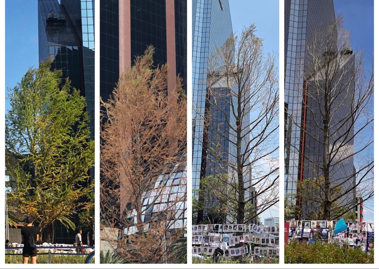 VIDEO: Así va la evolución del Ahuehuete de Paseo de la Reforma