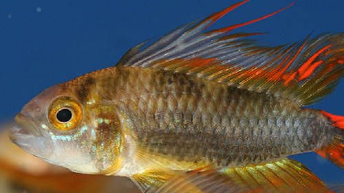 Te decimos porque los peces con aletas de raya sobrevivieron a la ...