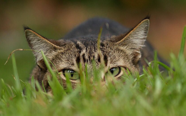 Confirman Caso De Rabia En Mujer Que Fue Mordida Por Un Gato En Nayarit