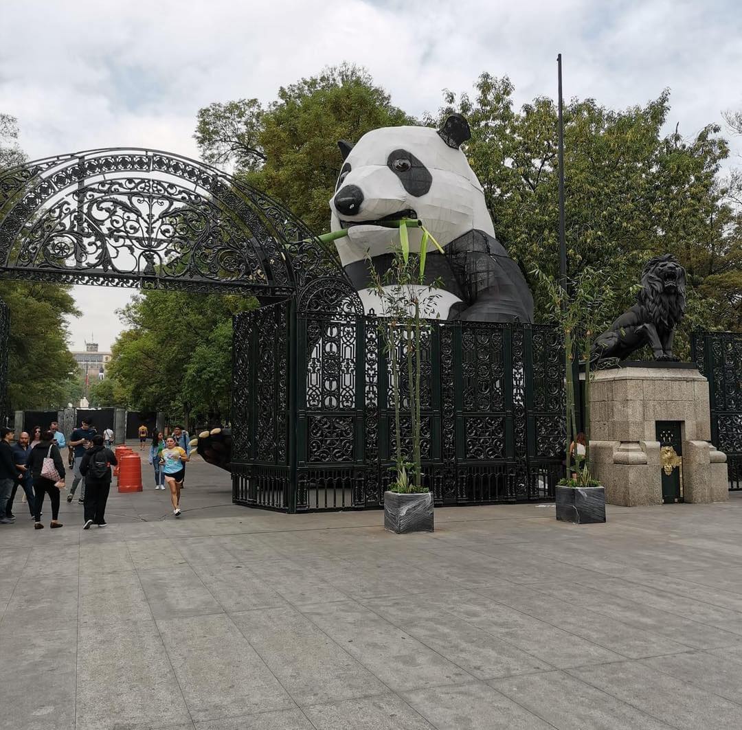 ¿Ya viste al panda gigante que da la bienvenida en Chapultepec?