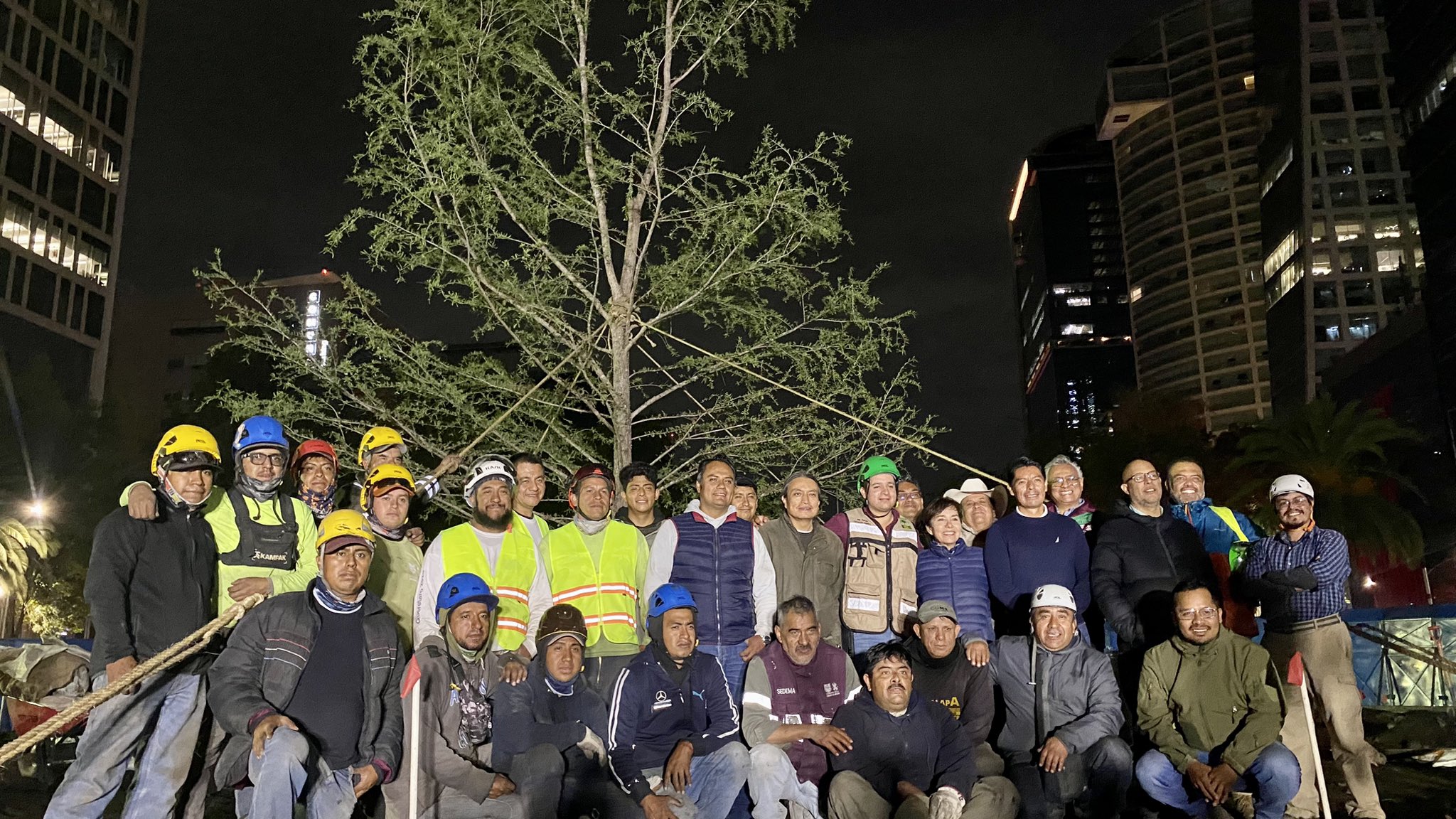 Llegó el nuevo ahuehuete a Reforma