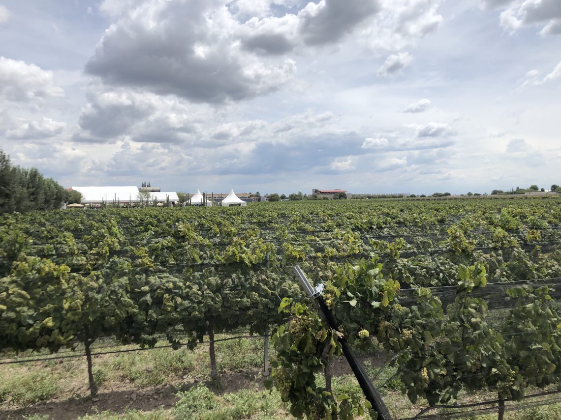Freixenet México realiza su tradicional Vendimia