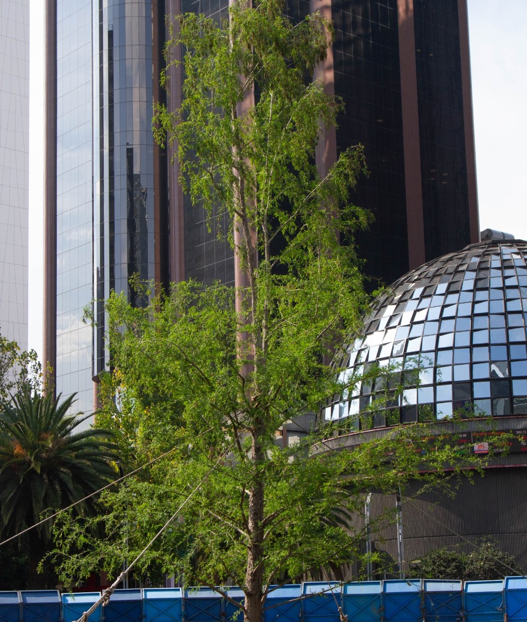 ¿Cómo se encuentra el ahuehuete de Reforma? Esto nos dijo un experto