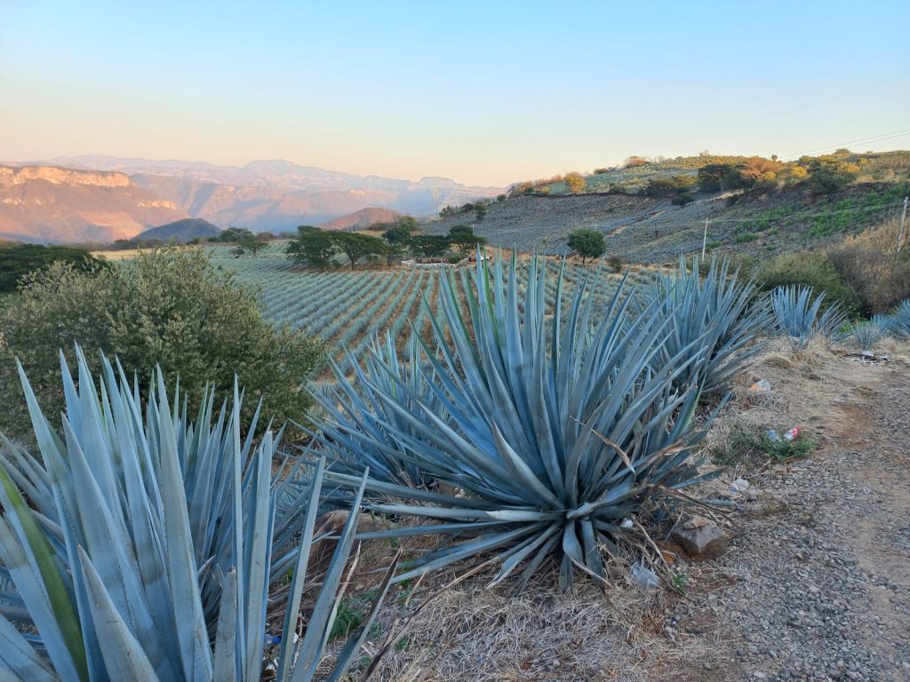 México y Colombia refuerzan conservación de los paisajes culturales del agave y el café
