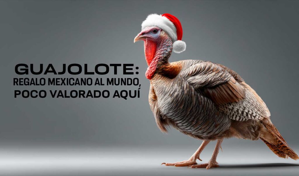 El guajolote: El ave mesoamericana que dio origen al pavo navideño